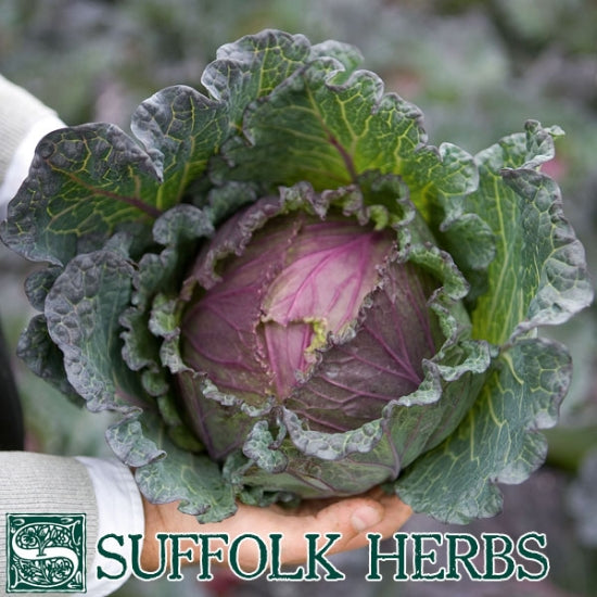 Organic Cabbage Seeds- Deadon F1 – Go Grow